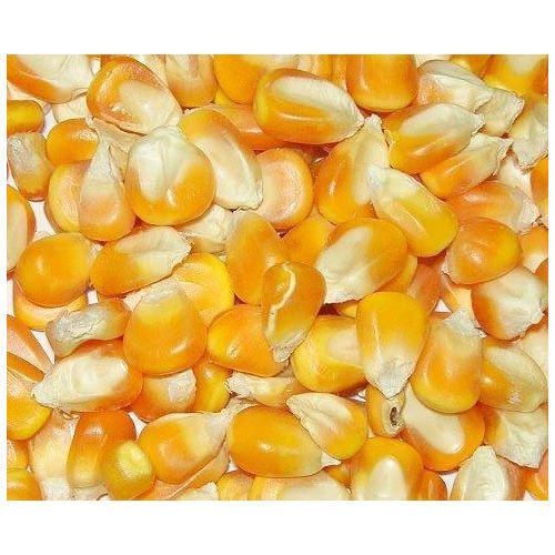 Maize Seed in Solapur at ₹ 1,100 - ₹ 1,200 / Pc by Sunil Seeds - Justdial