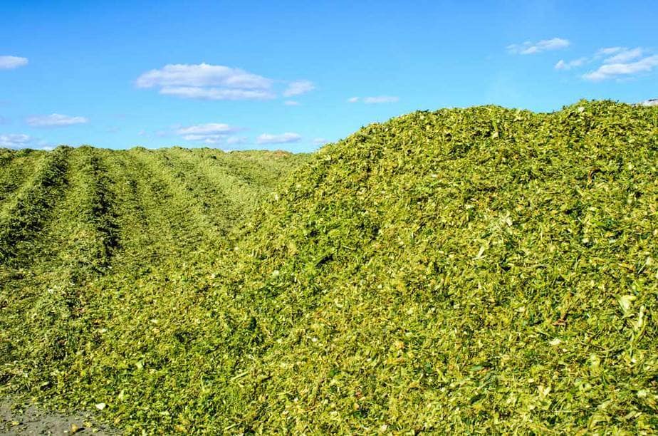 Corn silage green fodder - Nutritious, Fresh & High-Quality - Justdial ...