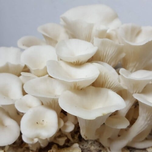 Fresh Oyster Mushrooms (Chippi Kalan) in Pouch in Tirupur at ₹ 250 / Kg ...