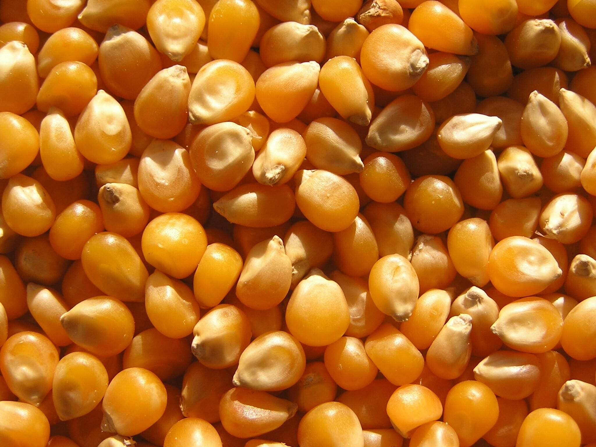 Premium Corn Maize Animal Feed 50 kg in Delhi at best price by Pandit ...