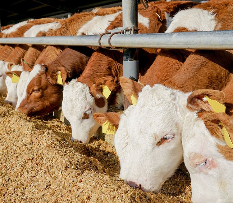 Total Mixed Ration Cattle Feed - Cattel Feed Price Starting From Rs ...