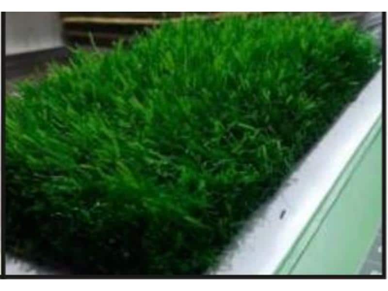 PVC Green Artificial Grass in Delhi at ₹ 36 - ₹ 63 / Sq.ft by Aadinath ...