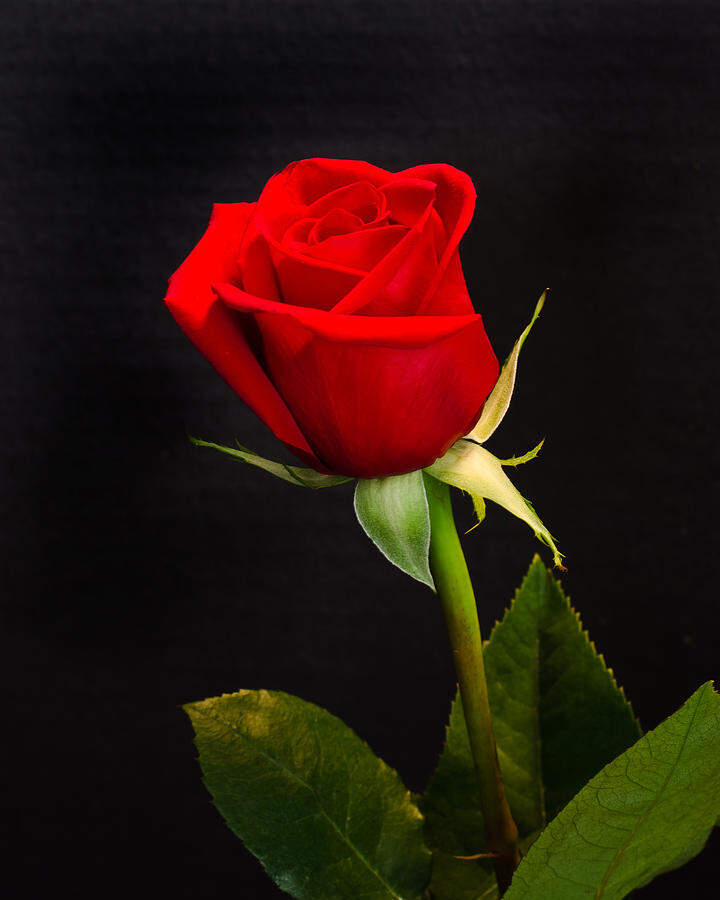 Rose Flower Red Colour Images | Best Flower Site