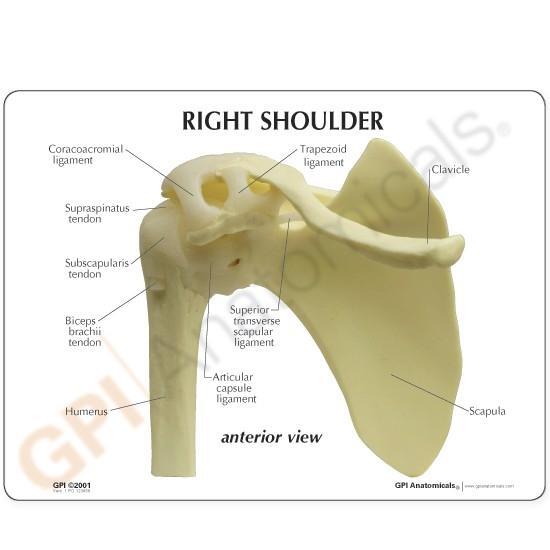 SPINE, KNEE & SHOULDER JOINT ANATOMICAL MODEL COMBO | Anatomical Body ...