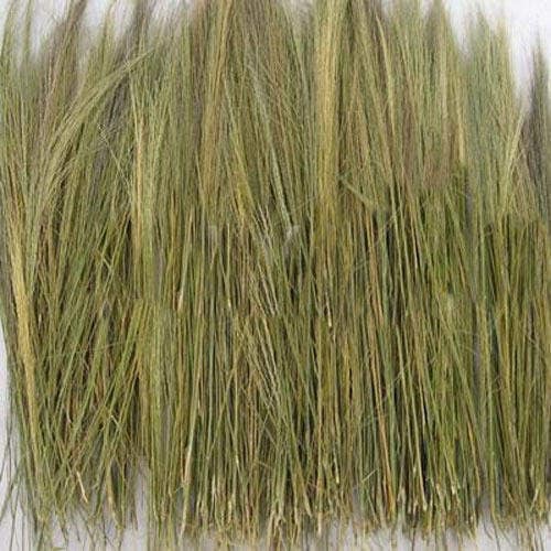Broom Grass - Premium, Durable, Eco-Friendly - Justdial Verified