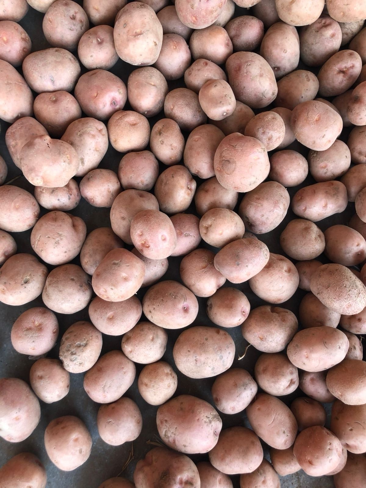 Aloo Vadi in Trichy - Bulk Potato Suppliers & Dealers