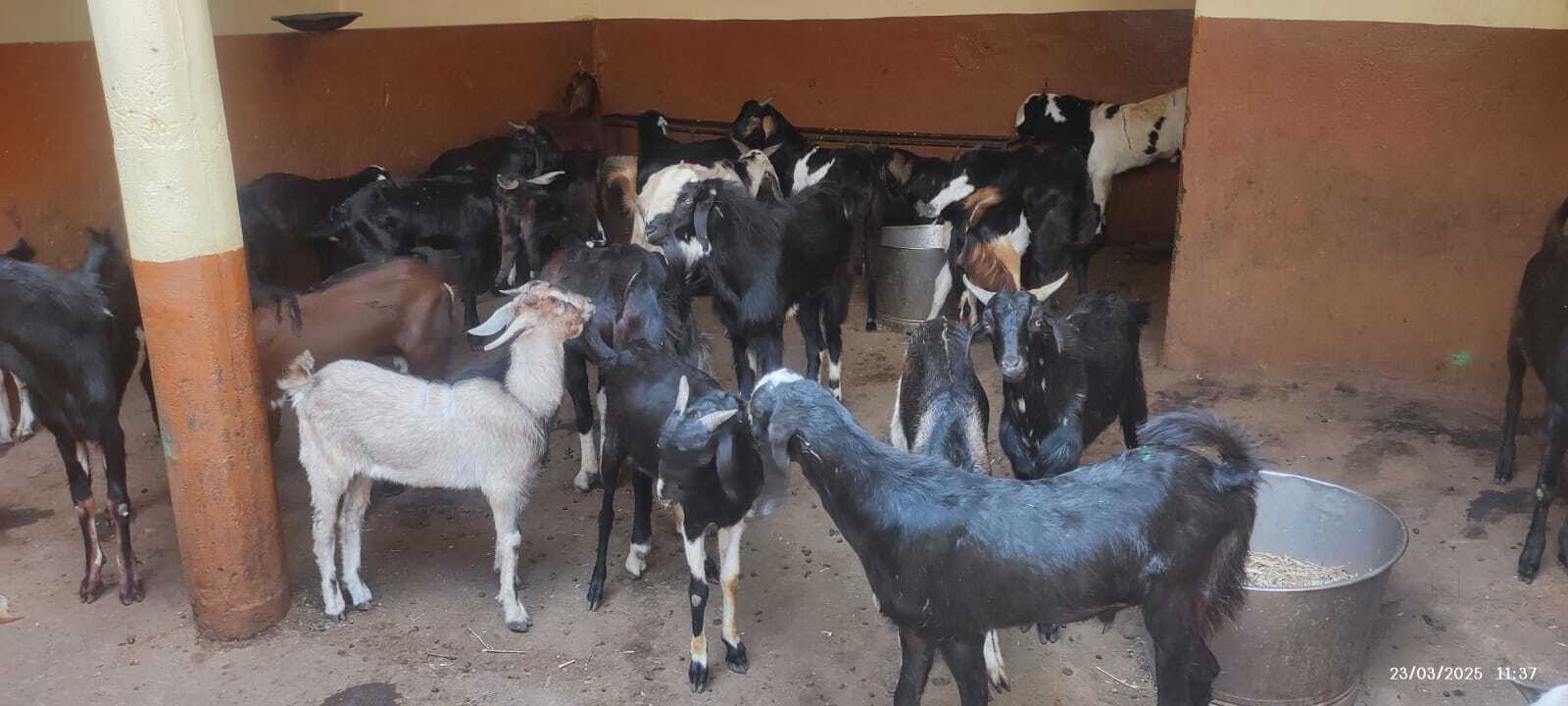 Ak goat farm Rajasthan puskar in Karkeri, Ajmer - Best Goat Farming in ...