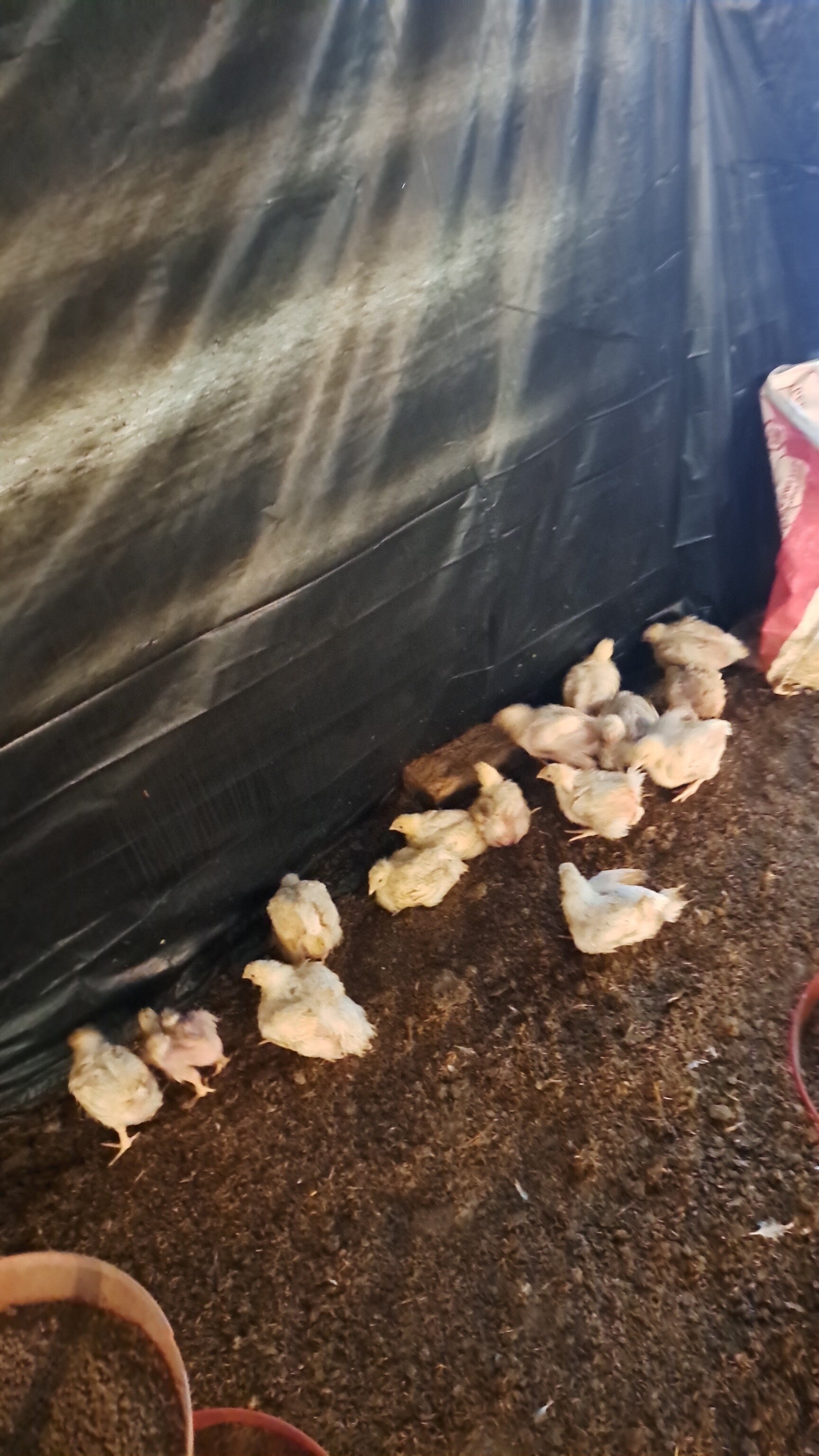 Binnie Toor Poultry Farm in Tut, Amritsar - Best Poultry Farms in ...