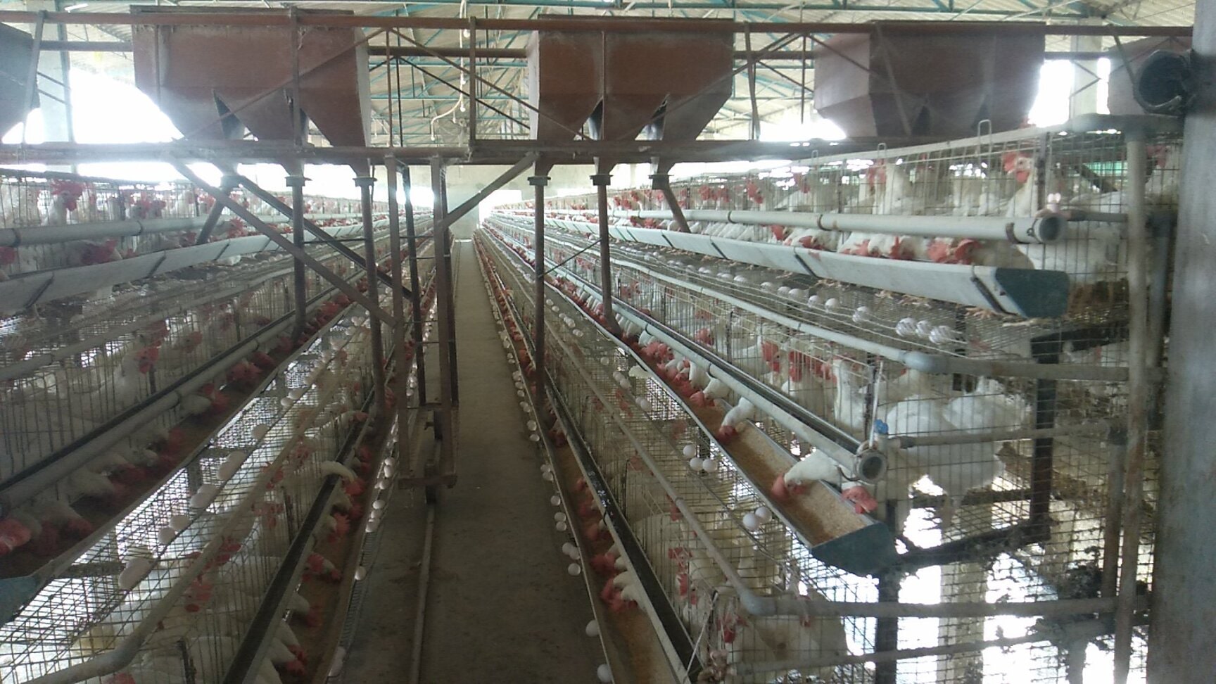 Bismillah Poultry Farm in Dhuleta, Anand - Best Poultry Farms in Anand ...