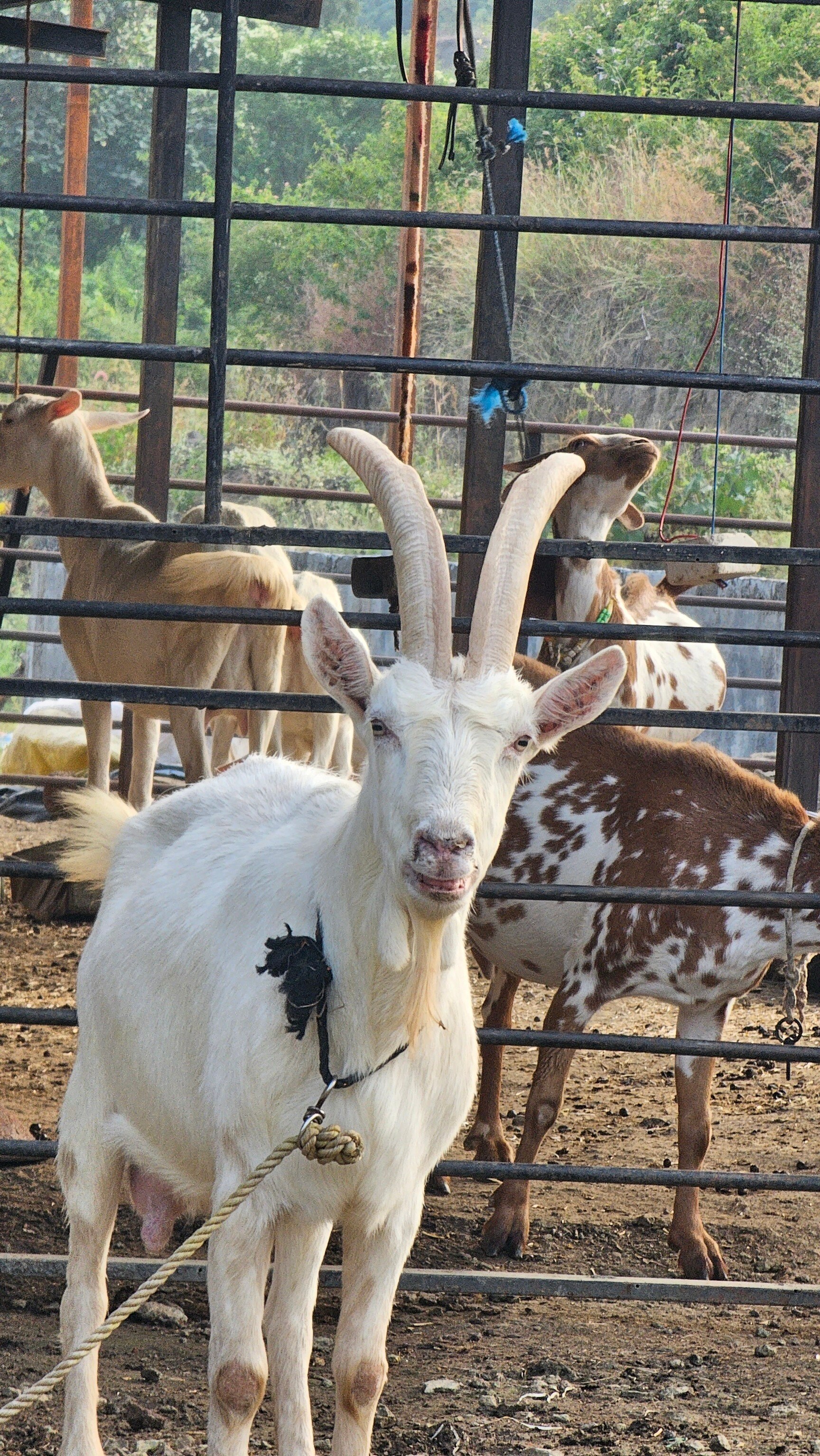 Goat Fram in Sulibhanjan, Aurangabad-Maharashtra - Best Agro Farming ...