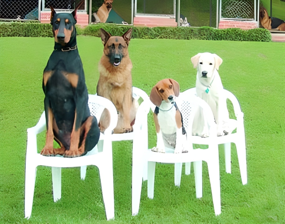 Paws & Arfs in Cambridge Layout,Bangalore - Best Dog Trainers near me ...