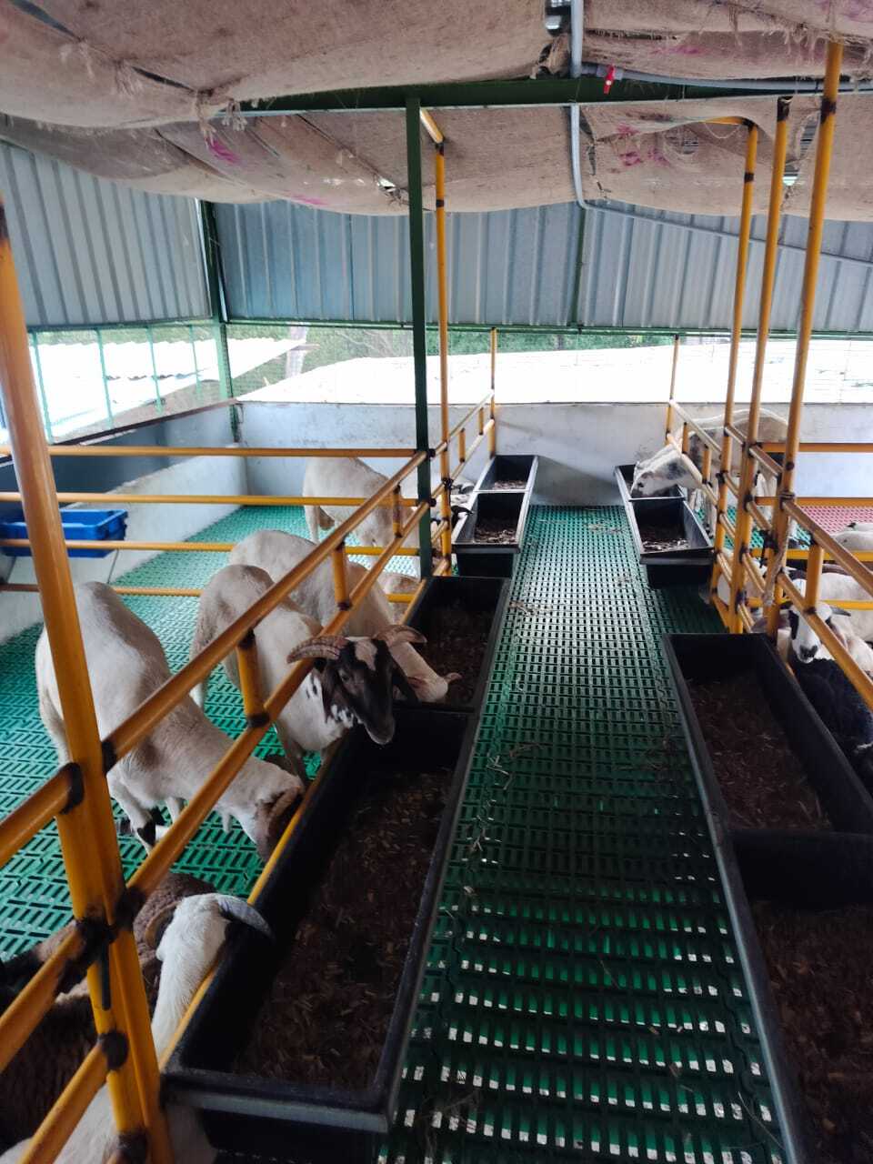 Sa Sheep & Goat Farm in Bagalur, Bangalore - Best Agro Farming Services ...