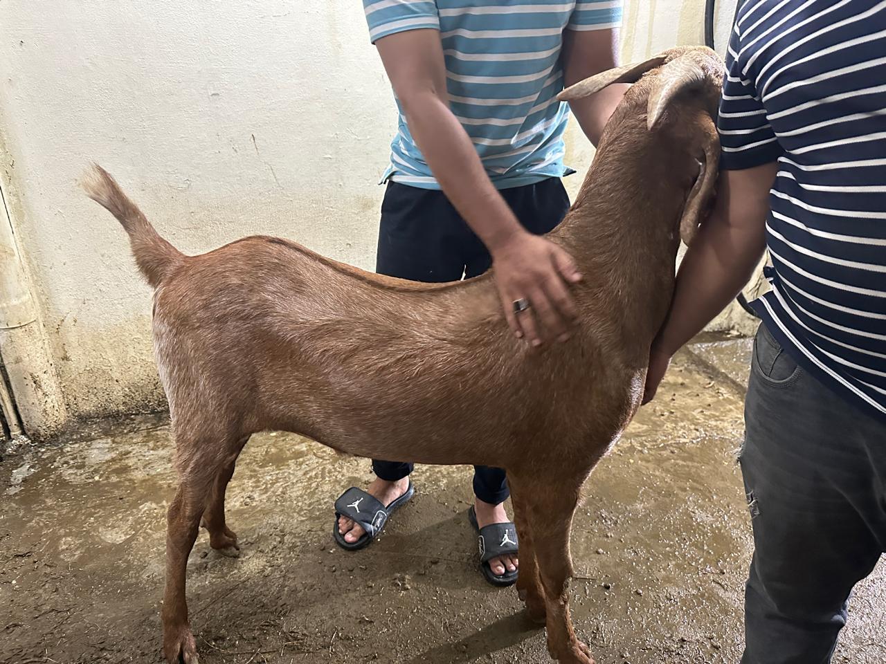 Bismillah Goat Farm in Bismillahnagar, Bangalore - Best Agro Farming ...