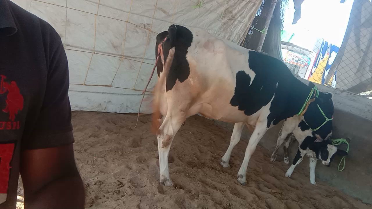 Godara Dairy Farm in Sujandeser, Bikaner - Best Food Product ...