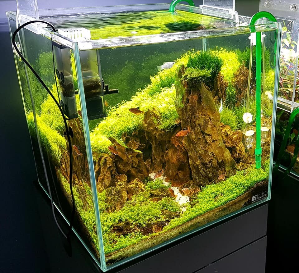 Aqua Art India in Anna Nagar West, Chennai - Best Aquarium Equipment ...