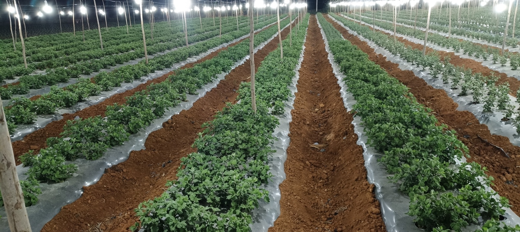 Ssc Nursery Farm in Gundlagurki, Chickballapur - Best Plant Nurseries ...