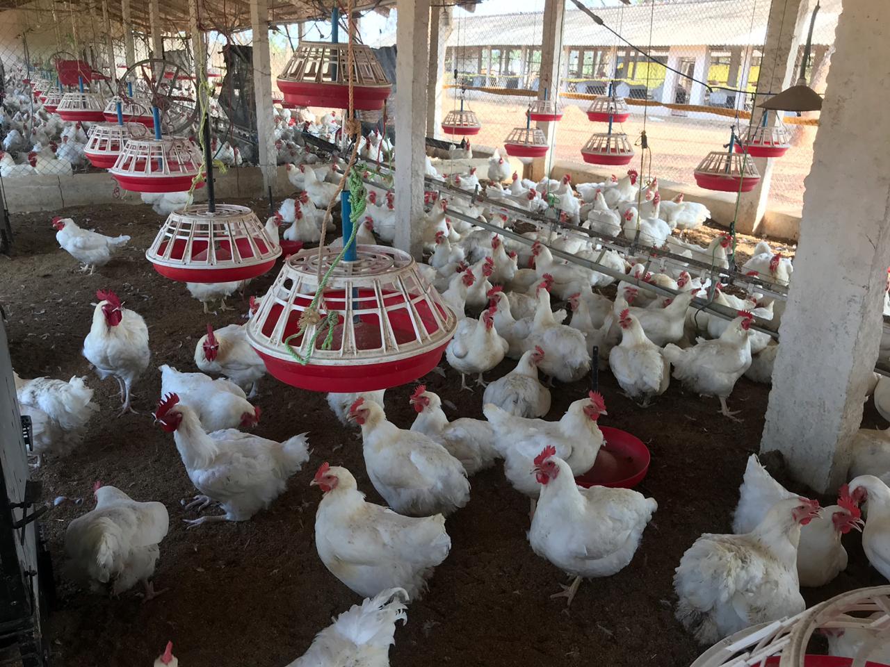 Malathi Poultry Farms in Keelapatla, Chittoor - Best Poultry Farms in ...