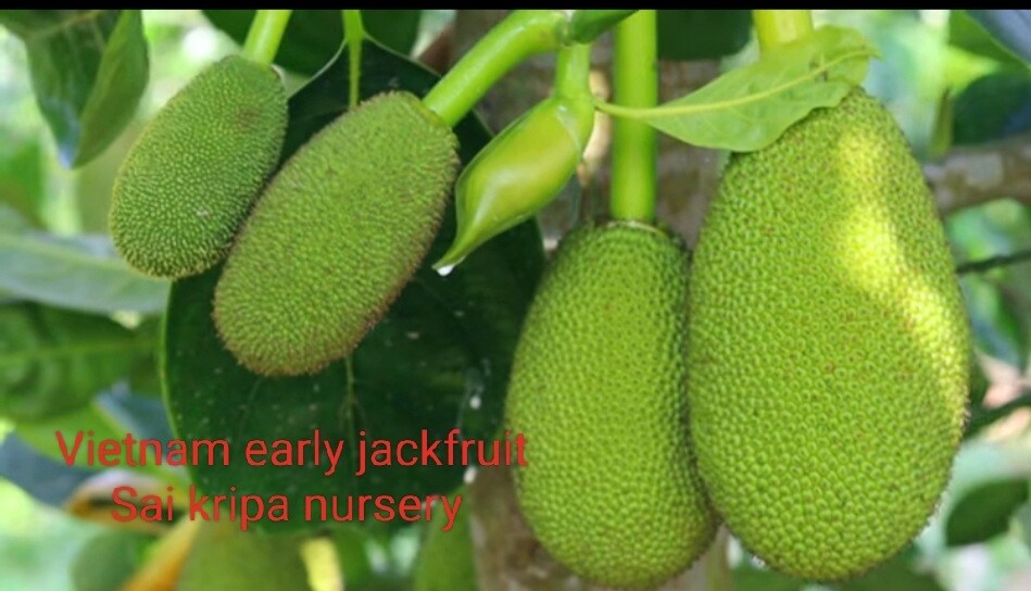 Sai Kirpa Nursery in Samod Road, Chomu - Best Agricultural Product ...