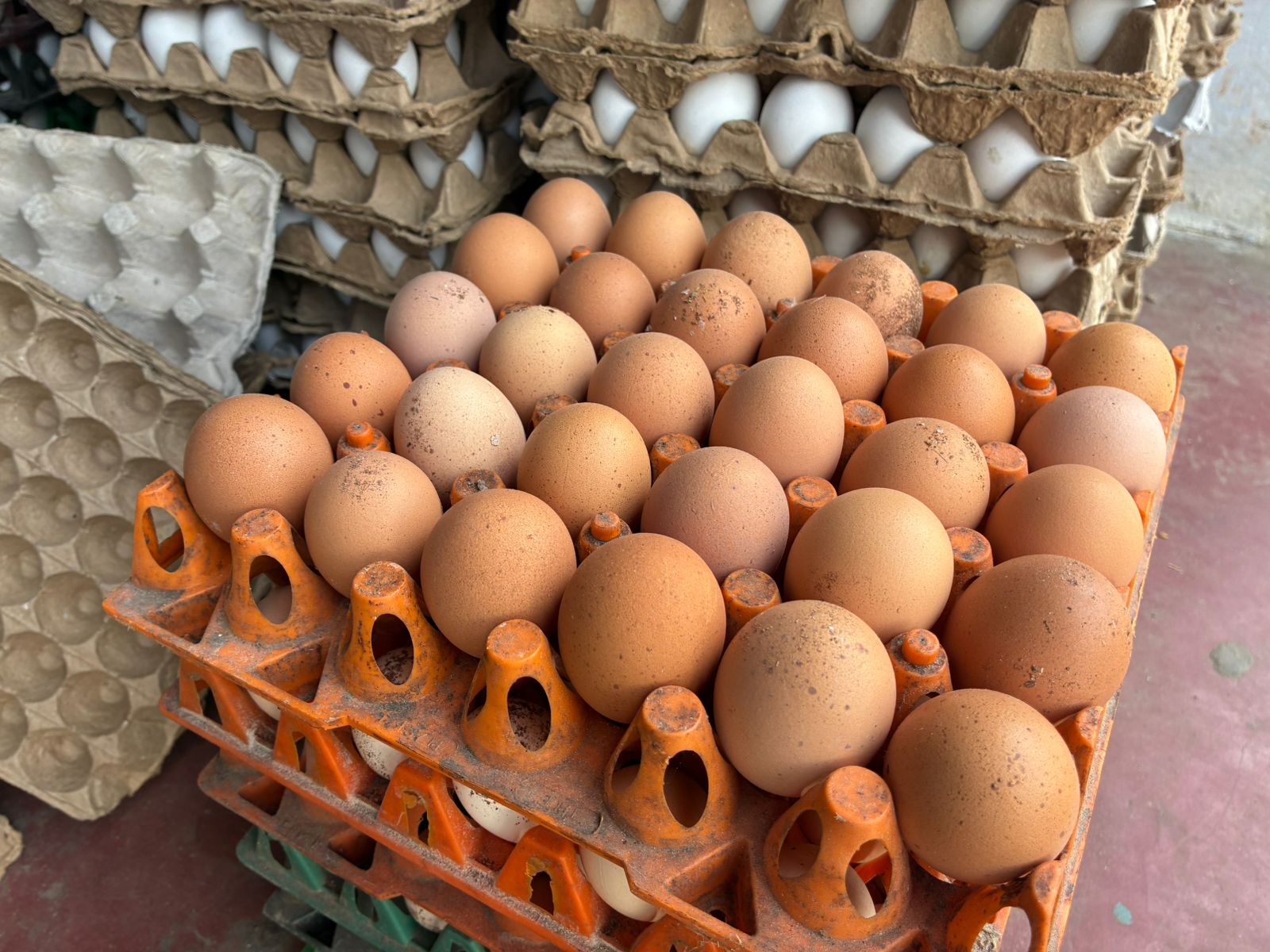 Sami Egg Factory in SRP Colony, Coimbatore - Best Poultry Farms in ...