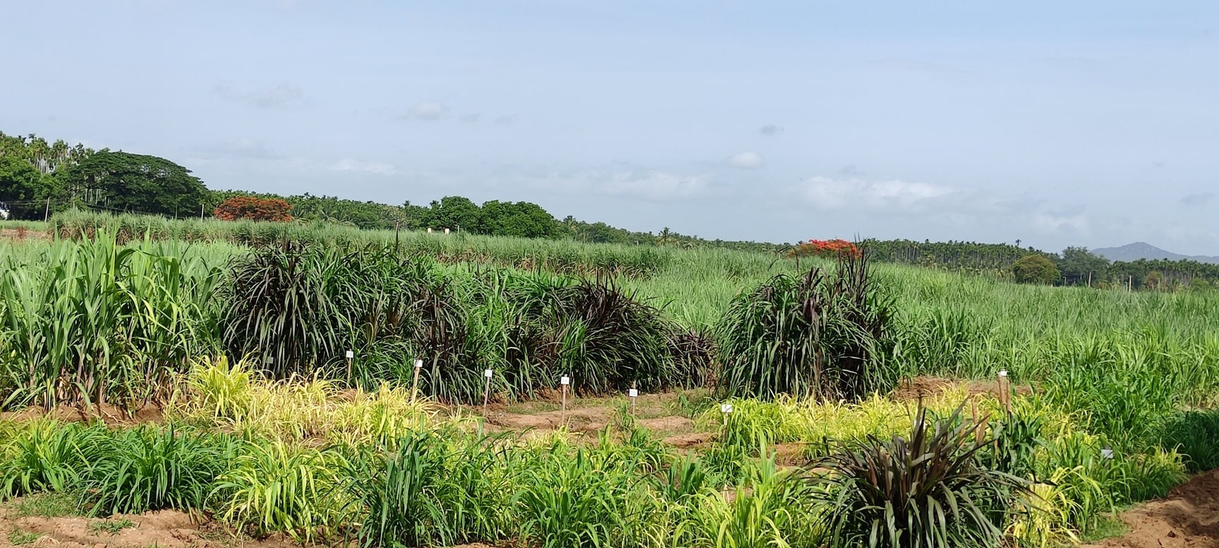 Ecc Farm in Vedapatti, Coimbatore - Best Agro Farming Services in ...