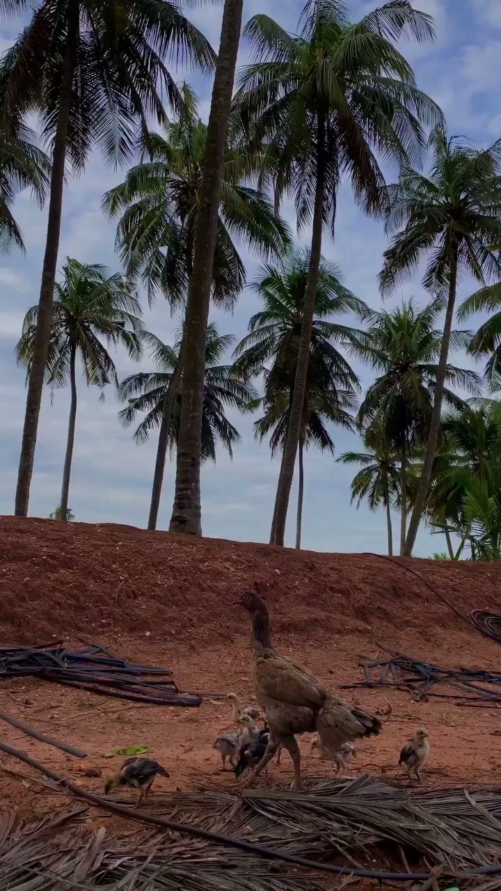 Svp Nk Farms in Saravanampatti, Coimbatore - Best Agricultural Product ...