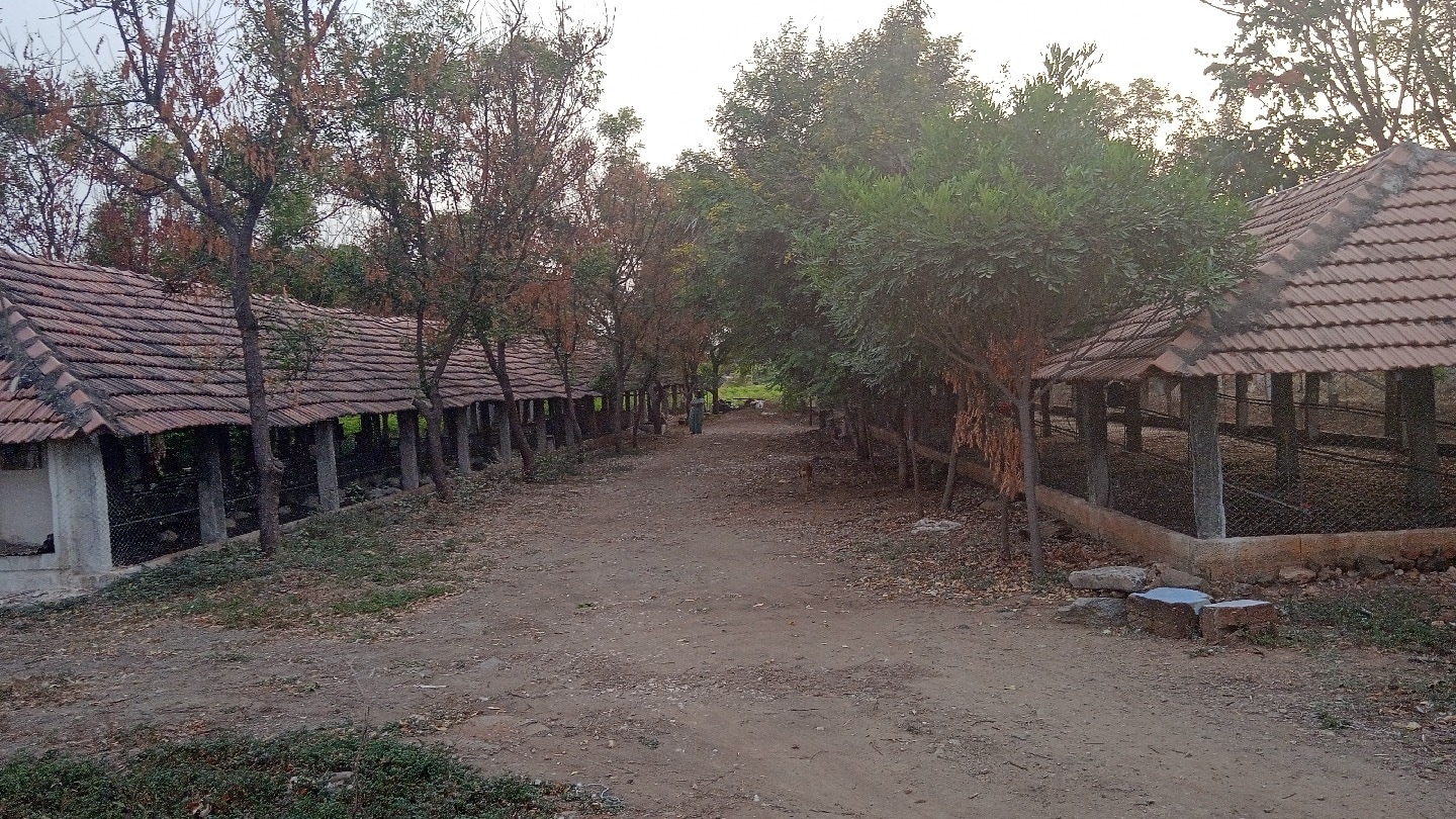 Arul Prakasham Poultry Farm in Karamadai, Coimbatore - Best Poultry ...