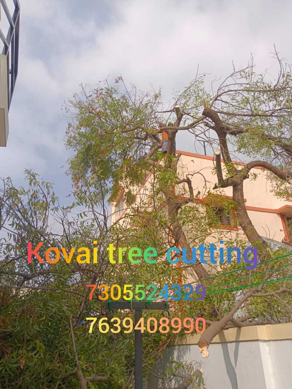 Kovai Tree Cutting in Ramanathapuram Coimbatore, Coimbatore - Best Tree ...