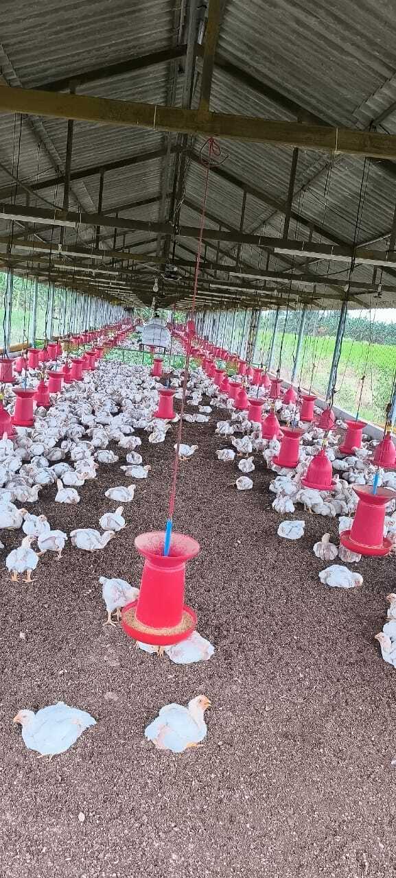 Kavi'S Poultry Farm in Indira Nagar, Cuddalore - Best Poultry Farms in ...