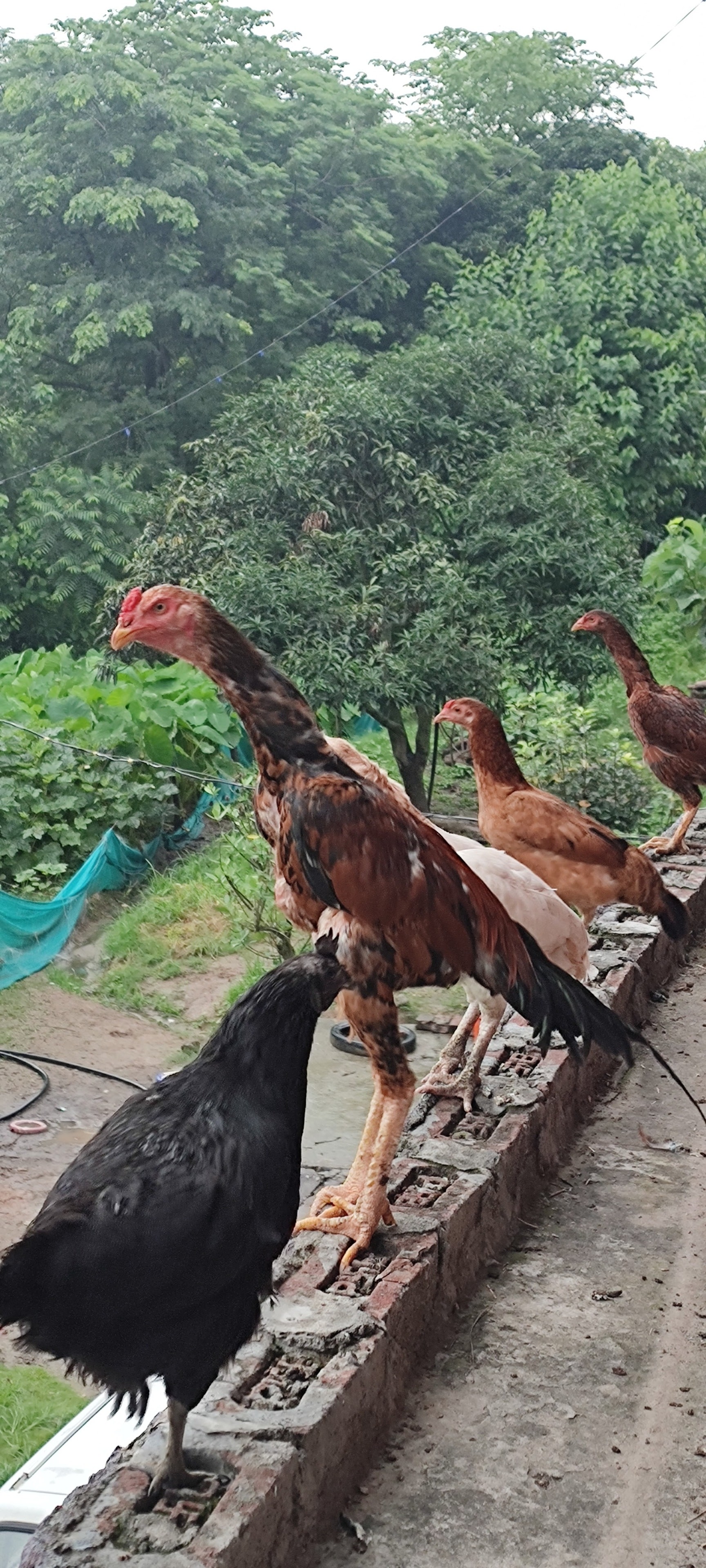 Desi Chicken Zone in Hamirpur-Himachal Pradesh - Best Poultry Farms in ...