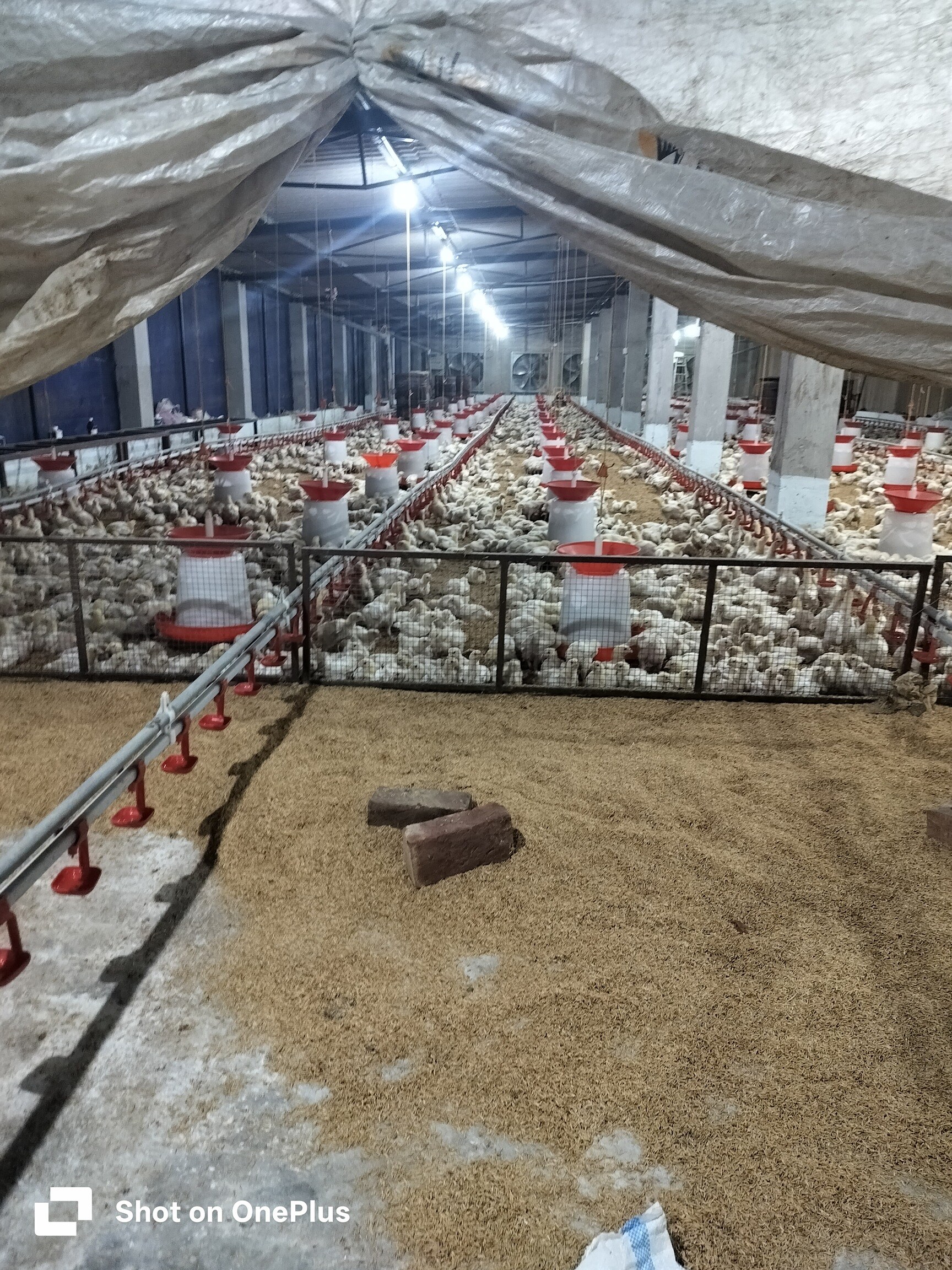 Ns Poultry Farm in Dhoot Kalan, Hoshiarpur - Best Poultry Farms in ...