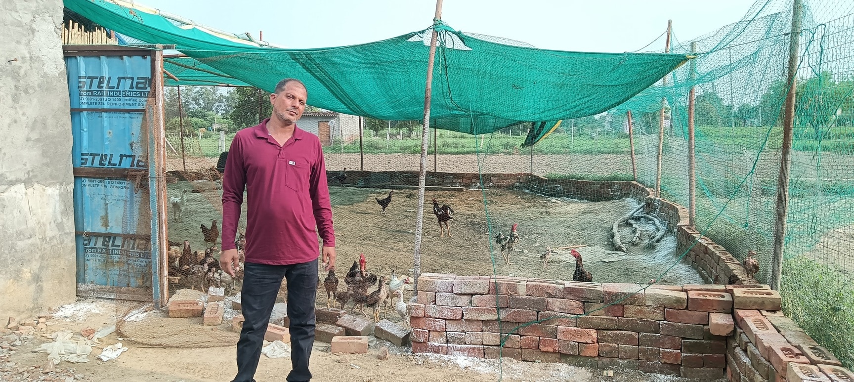 Original Desi Murga Farm in Silani Jhajjar, Bahadurgarh-Haryana - Best ...