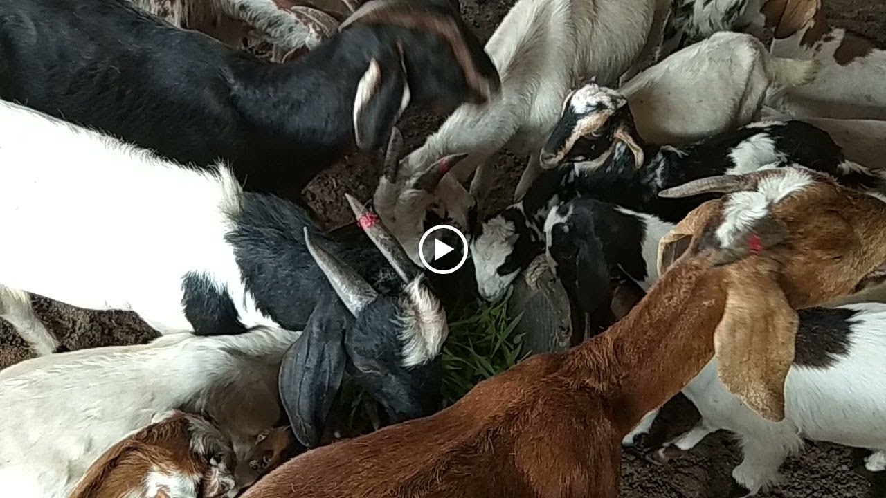Shiv Shobha Agro & Goat Farming in Khamgaon, Khamgaon - Best Goat ...