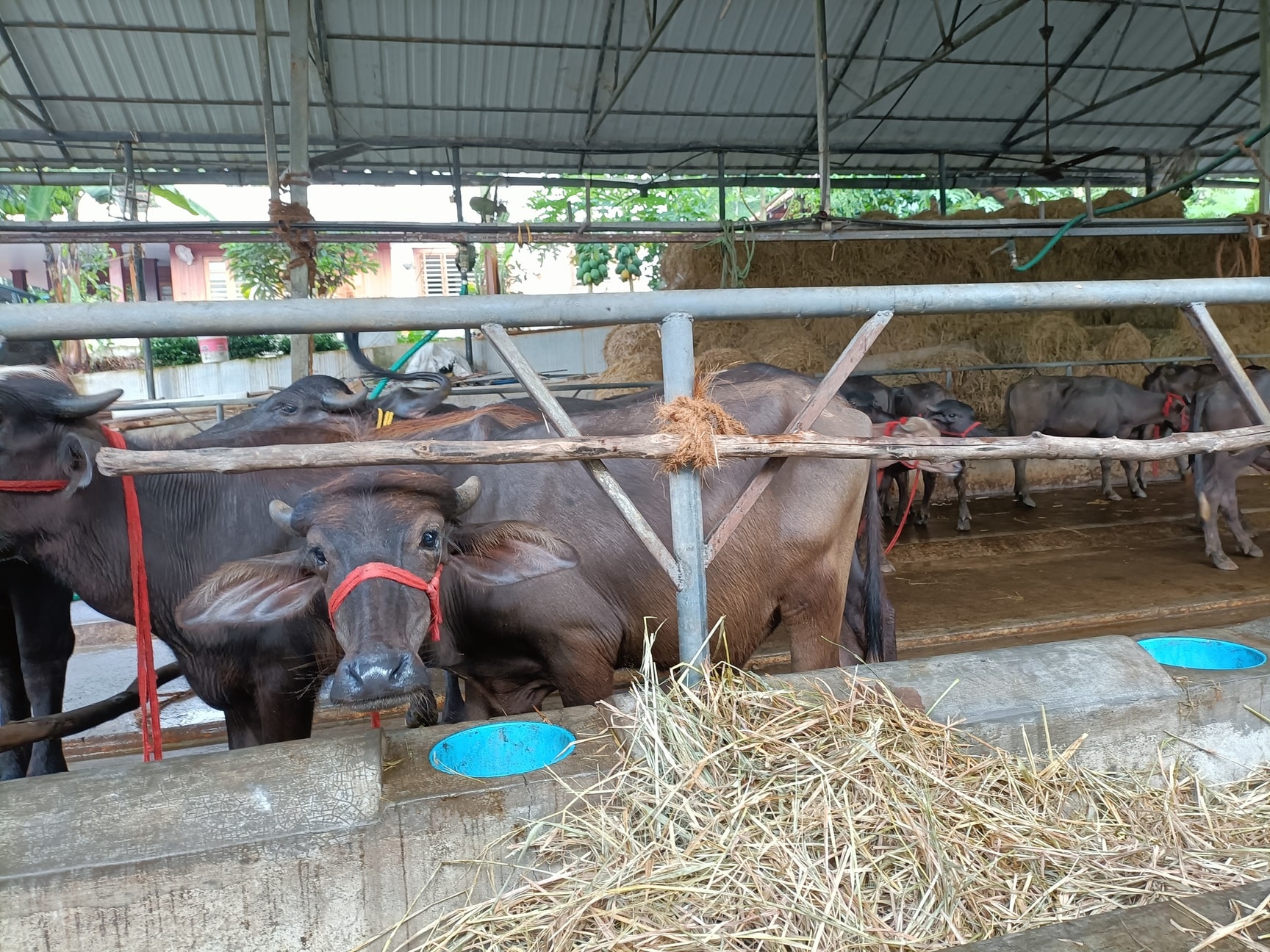 Malabar Murrah Farms in Pizhaku, Kottayam - Best Agro Farming Services ...