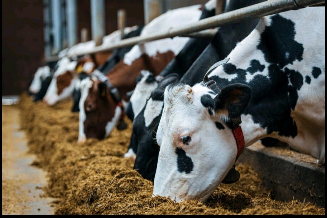 navi dairy farm in Haripur, Shahbad - Best Dairy Farms in Shahbad ...