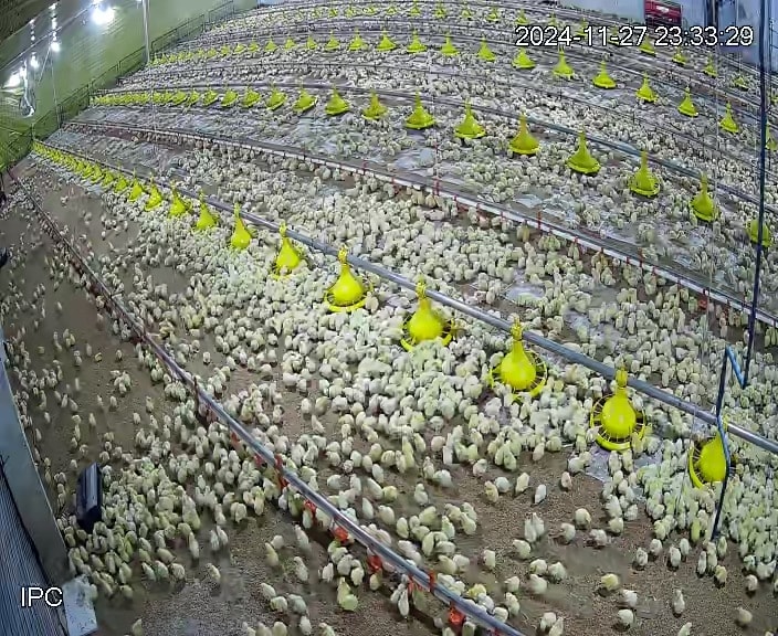 Suroor Farms Poultry in Hardhaurpur, Lucknow - Best Poultry Farms in ...
