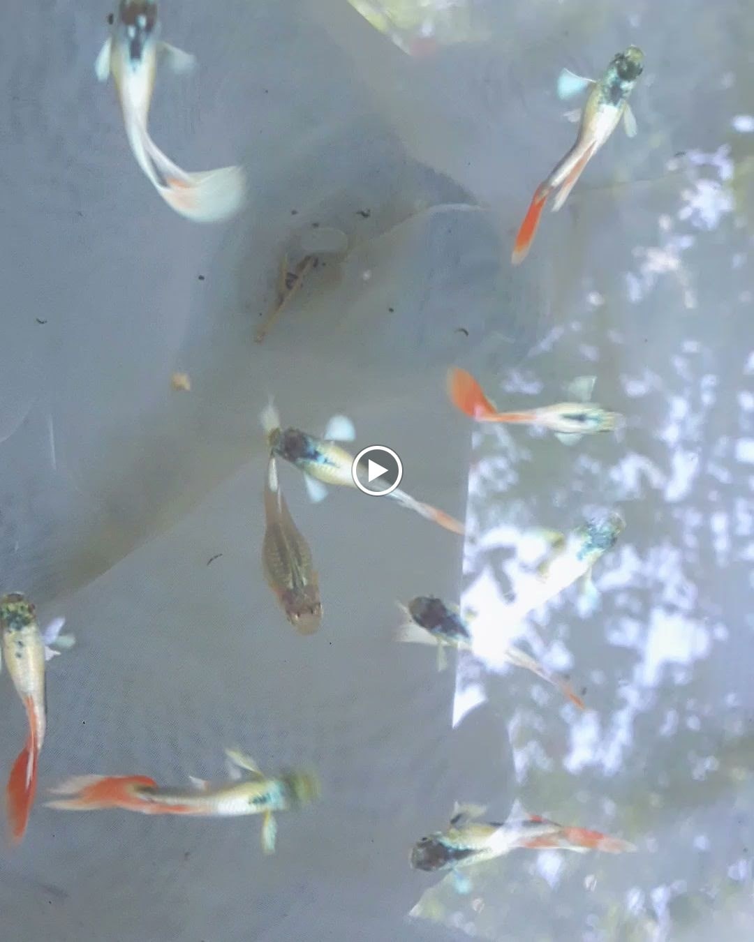 Thayyil Guppy Farm in Perintalmanna, Malappuram - Best Fishing ...