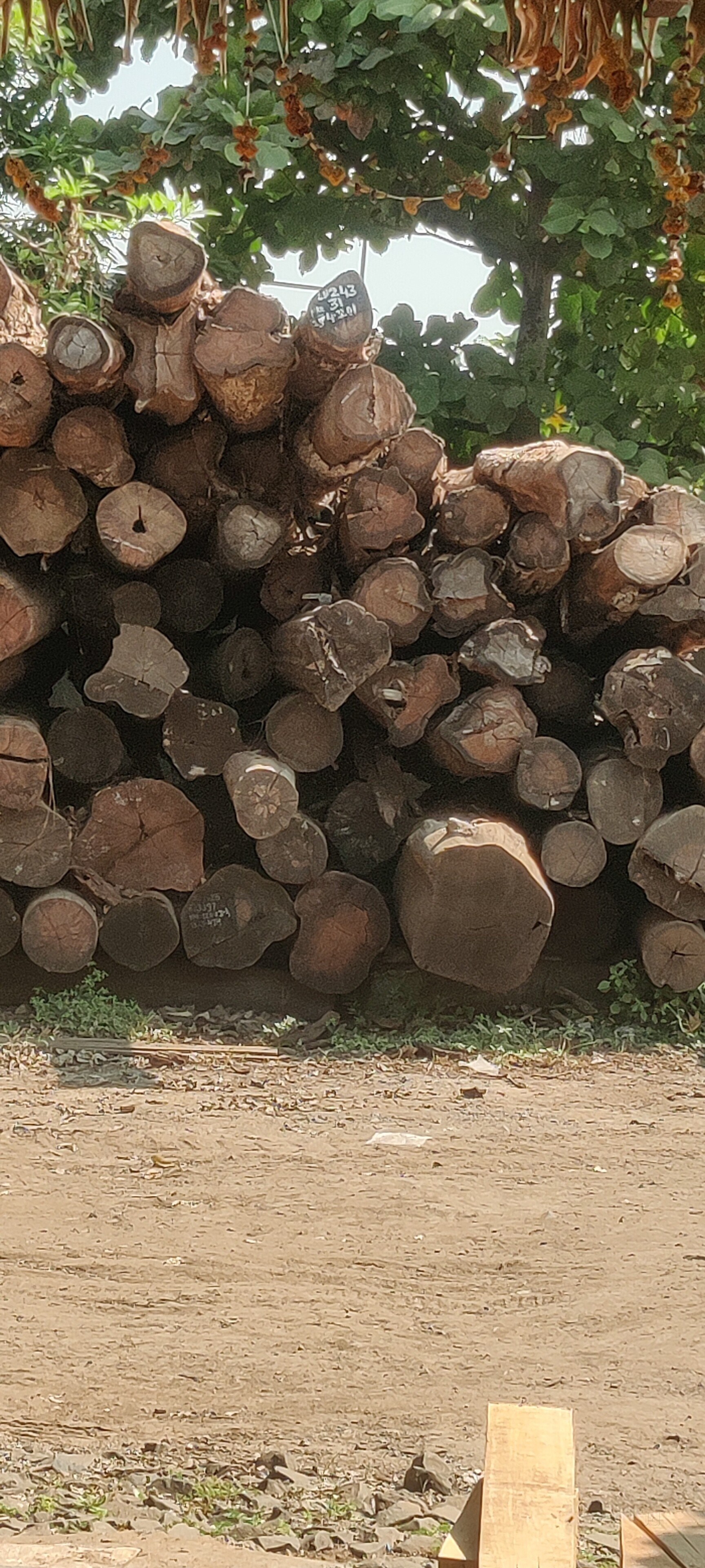 geeta timber tradus in Kapsi BK, Nagpur - Best Timber Wholesalers in ...