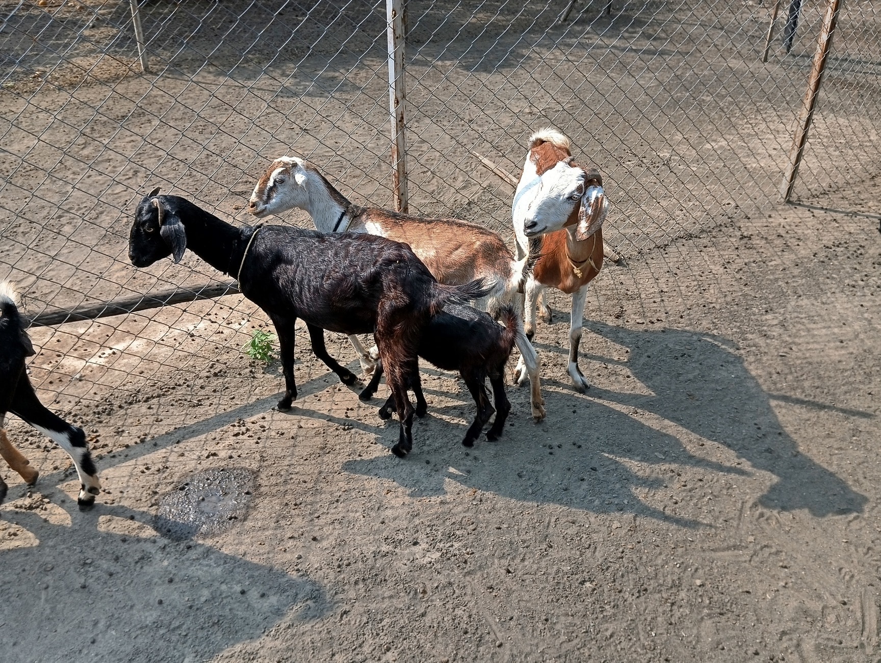 Aw Goat Farm in Dorli, Nagpur - Best Agro Farming Services in Nagpur ...