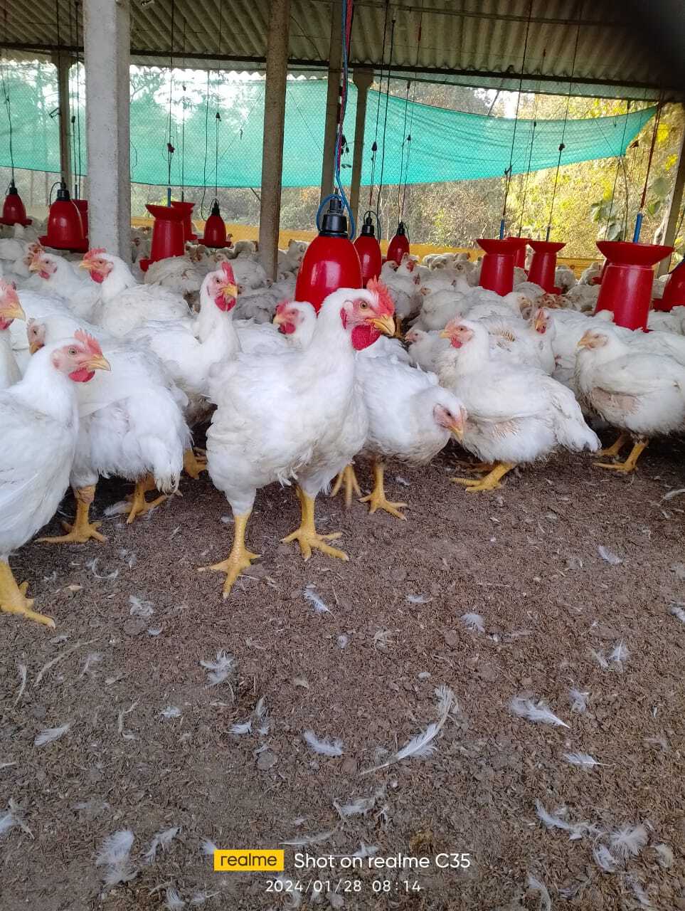 Rahul Poultry Form Mandha in Surgana, Nashik - Best Poultry Farms in ...