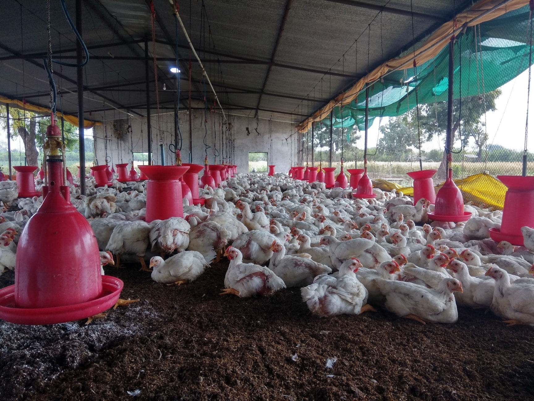Roshan Poultry in Lakhamapur, Nashik - Best Poultry Farms in Nashik ...