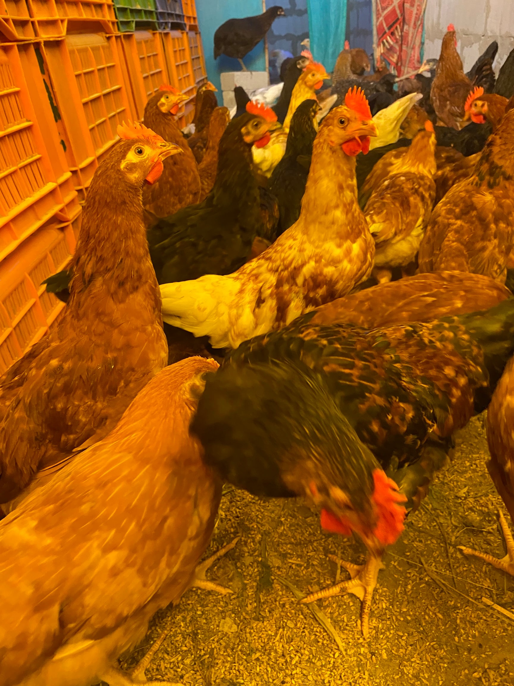 Date Poultry Farm in Talegaon Anjneri, Nashik - Best Poultry Farms in ...