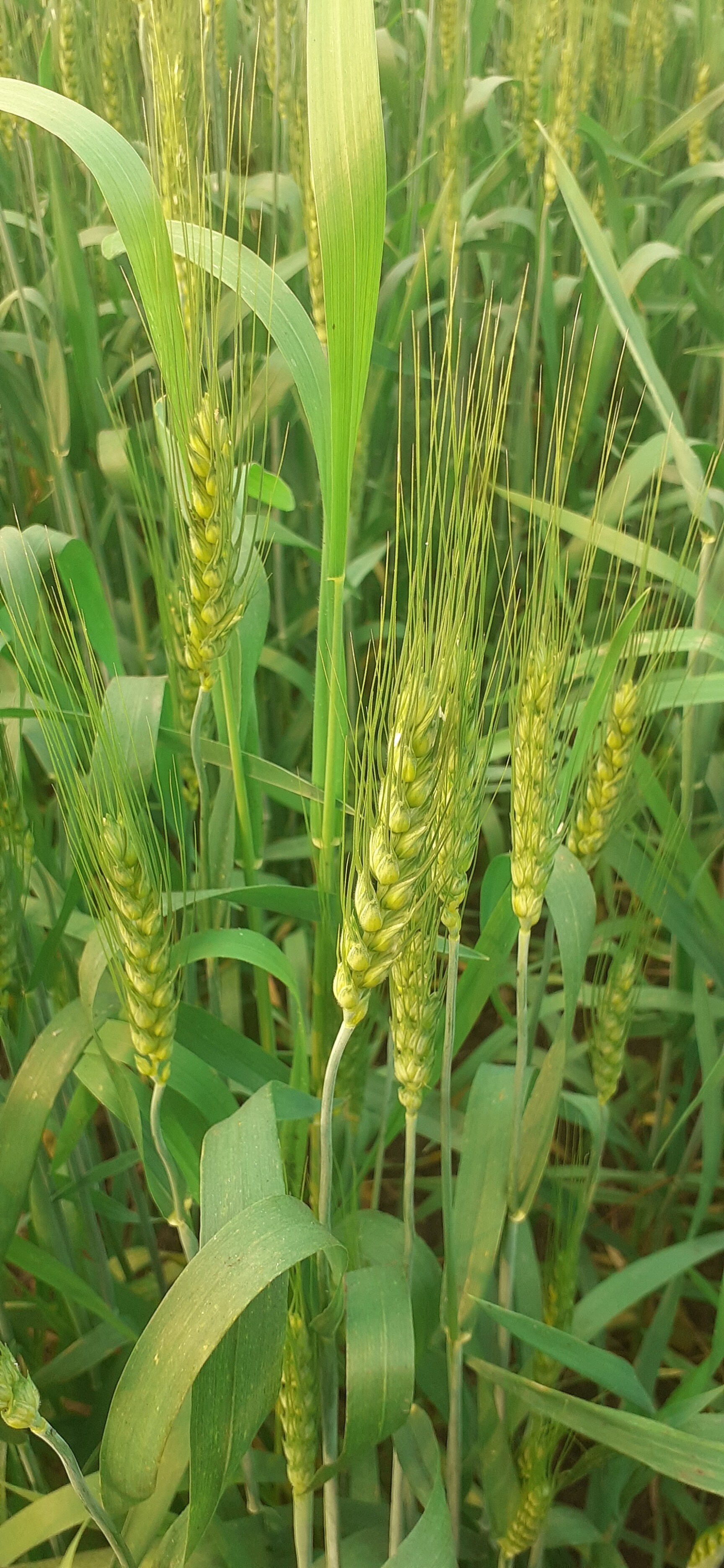 Hridika Agro Venture Fpc in Samta Nagar, Nashik - Best Agricultural ...
