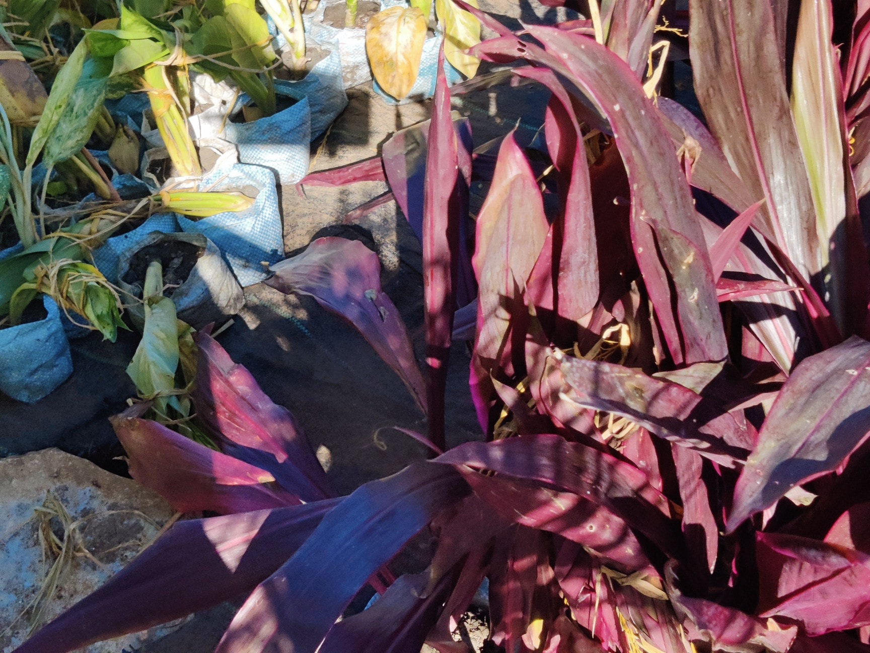 Bhakti High Tech Nursery in Alyali, Palghar - Best Plant Nurseries in ...