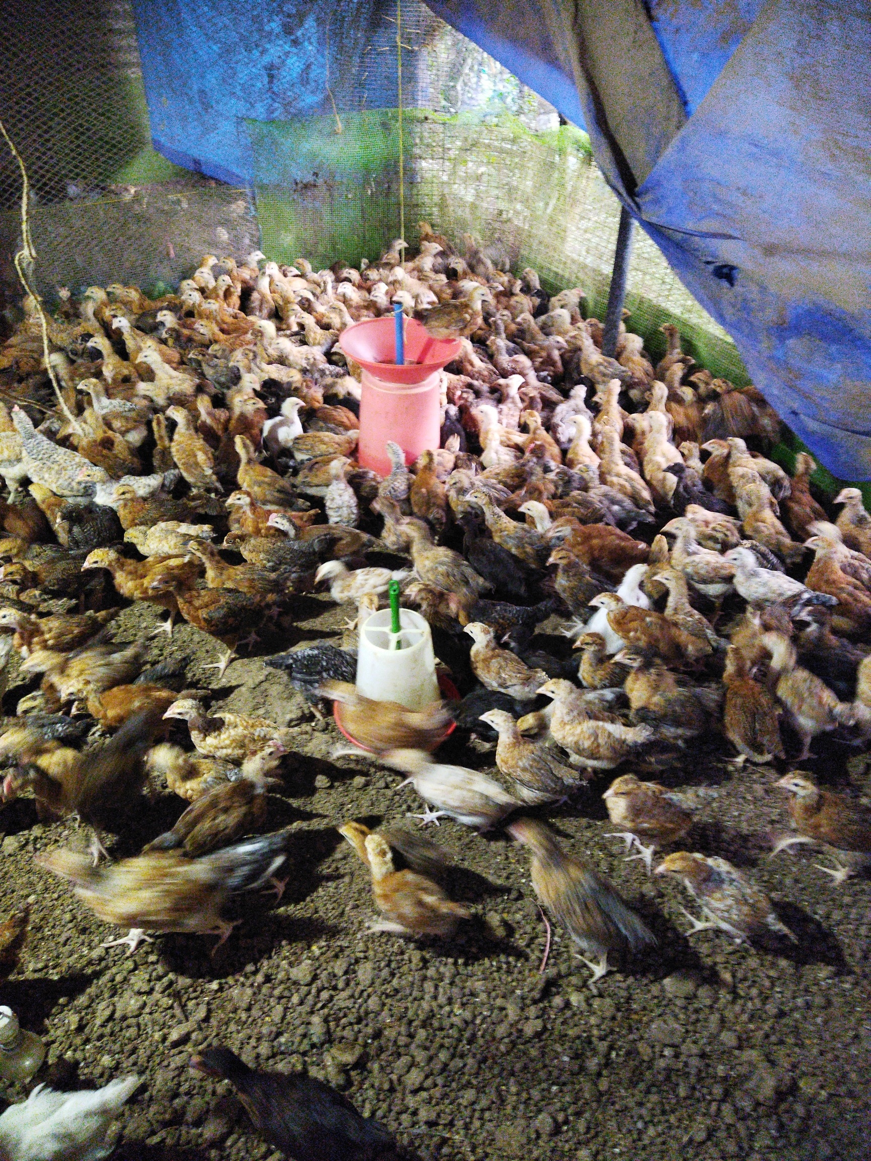 Deepam Poultry Farm in Padimon, Pathanamthitta - Best Chicken Farming ...
