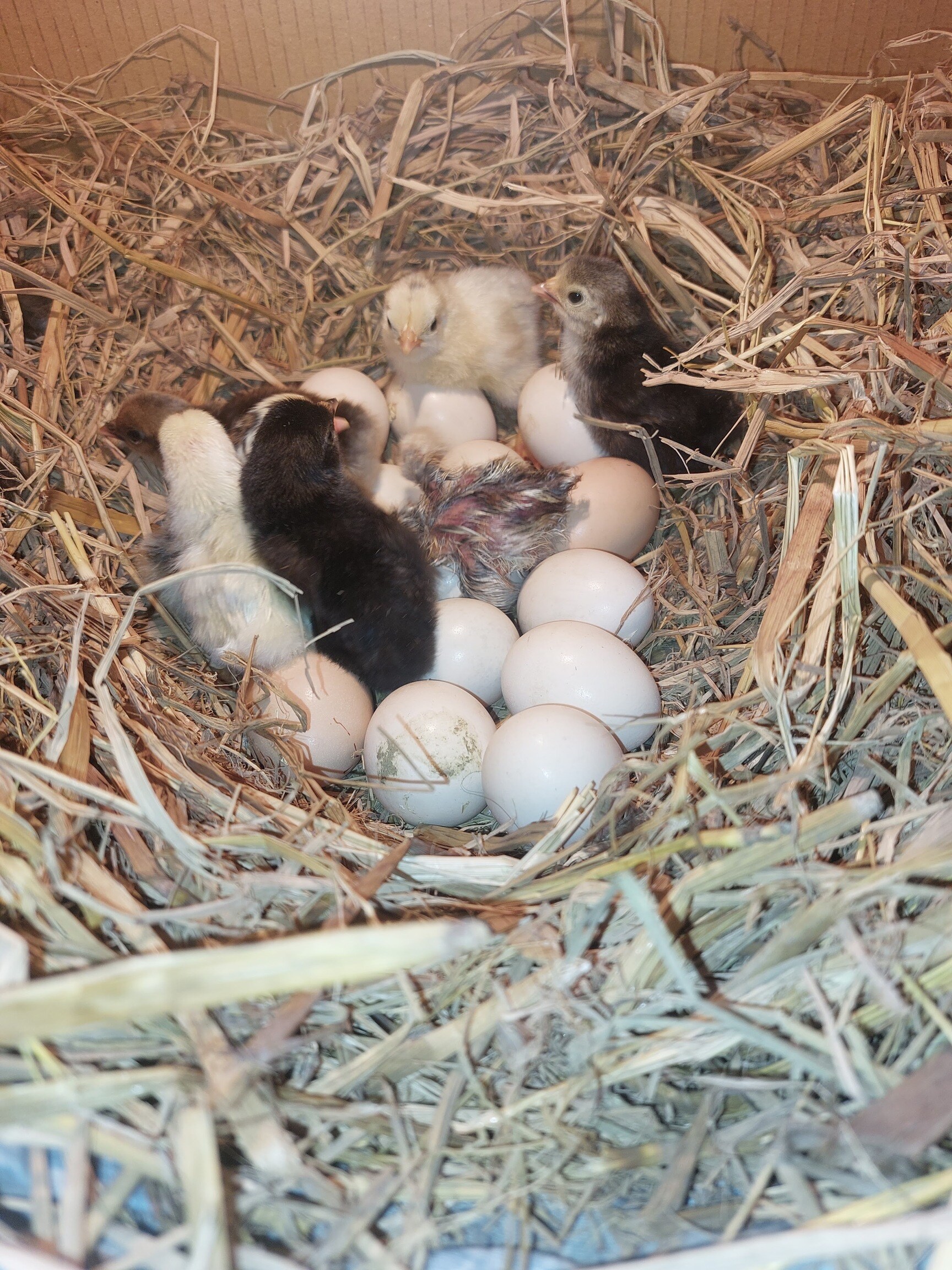 Pure Desi Murga in Patiala - Best Poultry Farms in Patiala - Justdial