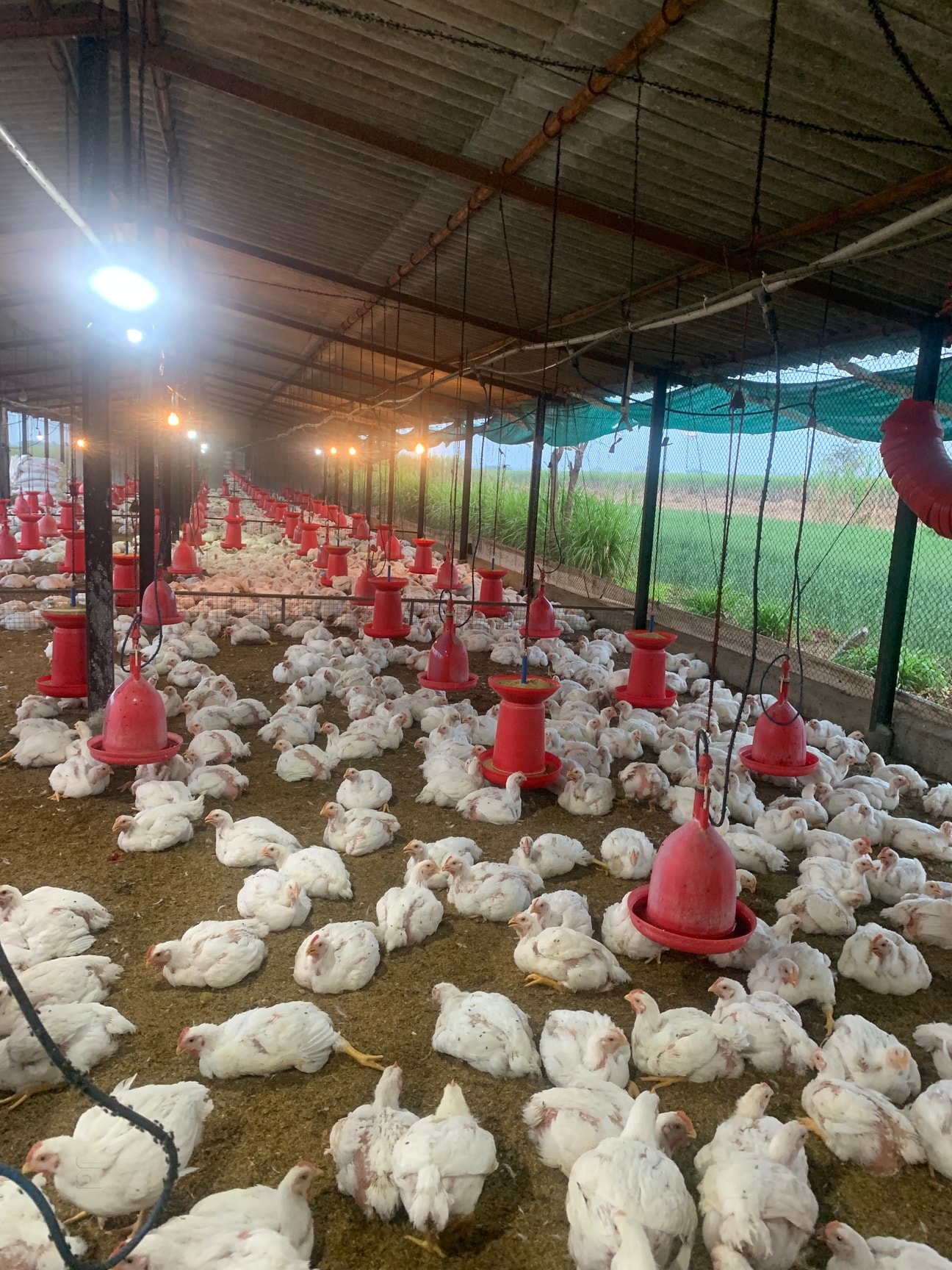 R K Poultry Farm in Uruli Kanchan, Pune - Best Poultry Farms in Pune ...