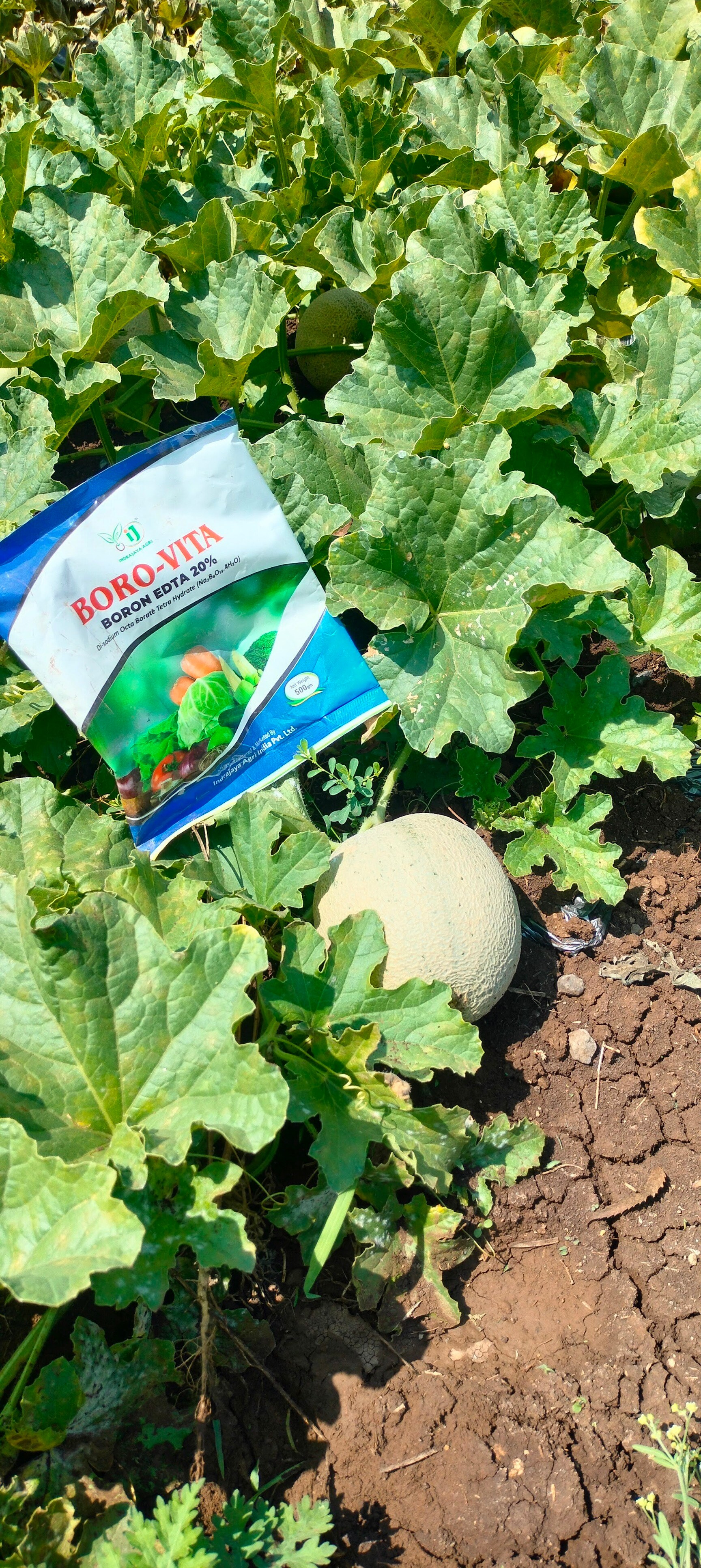 Indrajaya Agri India Pvt Ltd in Wadki, Pune - Best Fertilizer Dealers ...