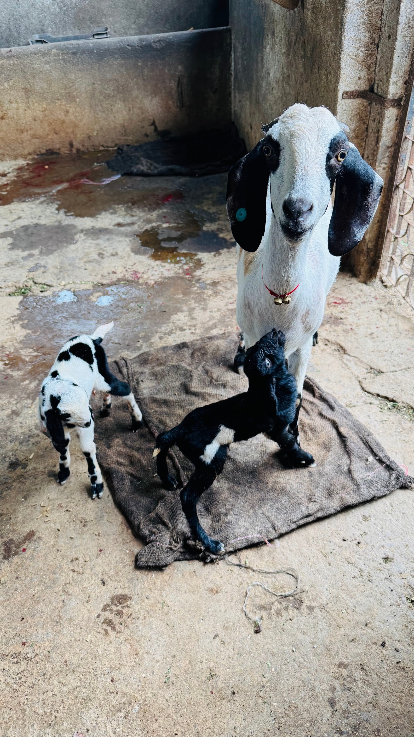 Grassland Goat Farm in Dhamori Kopargaon, Shirdi - Best Livestock ...