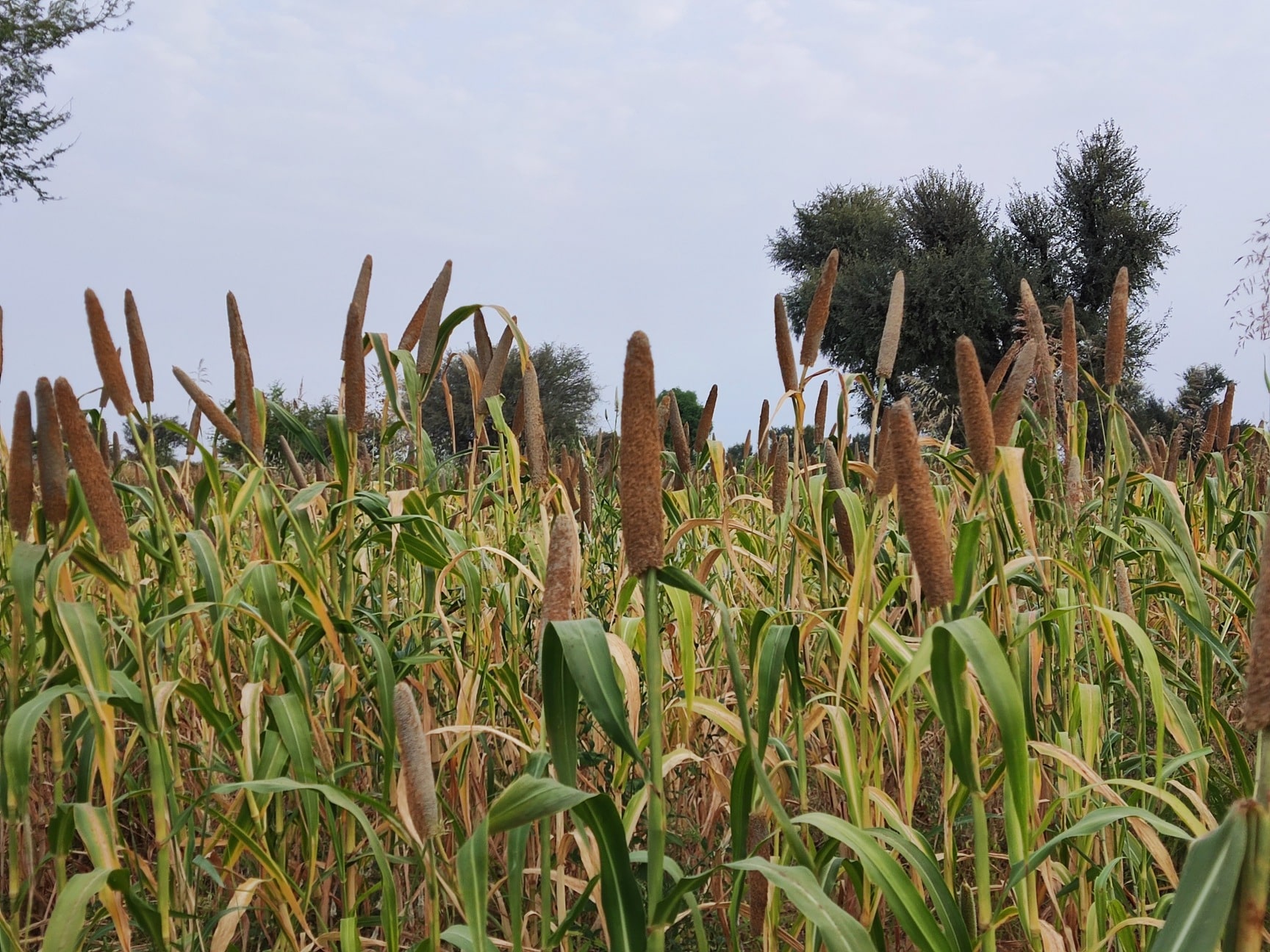 Shree Balaji Beej Bhandar in Shahpura, Sikar - Best Seed Retailers in ...