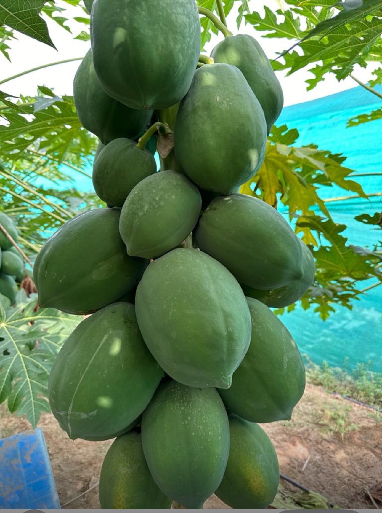 Dharti Agro & Irrigation in Halvad, Morbi - Best Agricultural Product ...